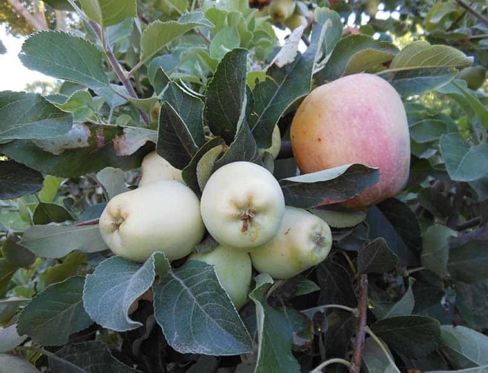 An Asian Herb That is Easy to Grow - Arizona Federation of Garden Clubs