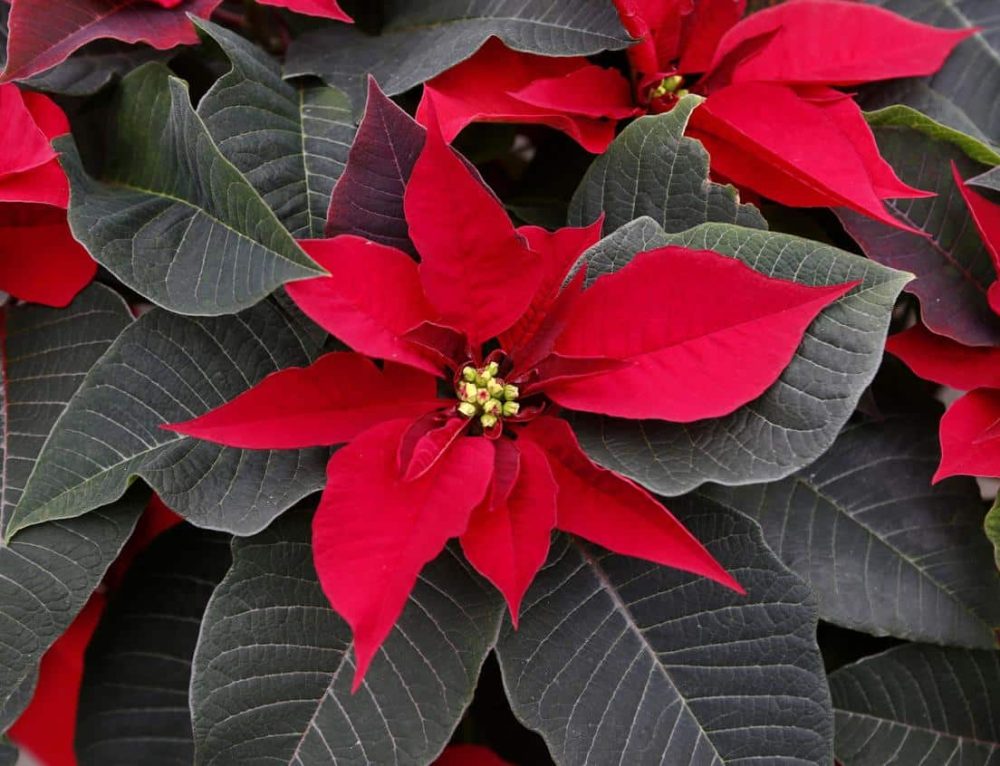 Pruning Roses - Arizona Federation of Garden Clubs