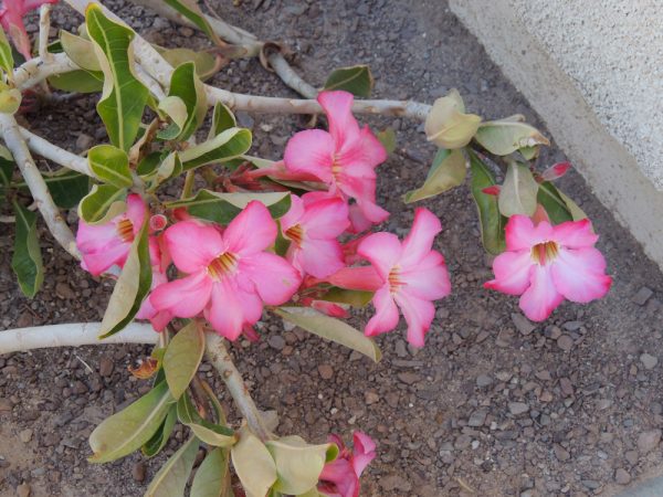 Upcoming Activities - Arizona Federation of Garden Clubs